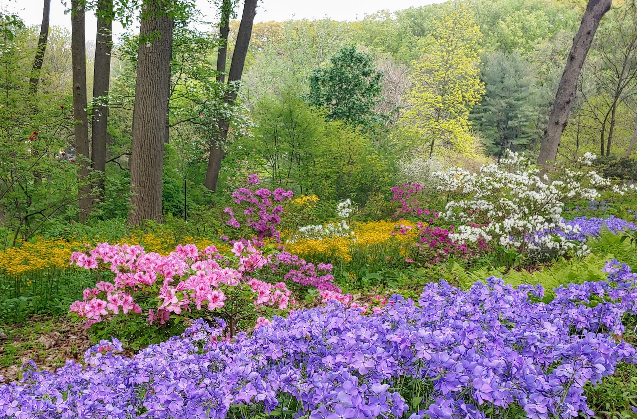 Convention 2025 - Azalea Society of America