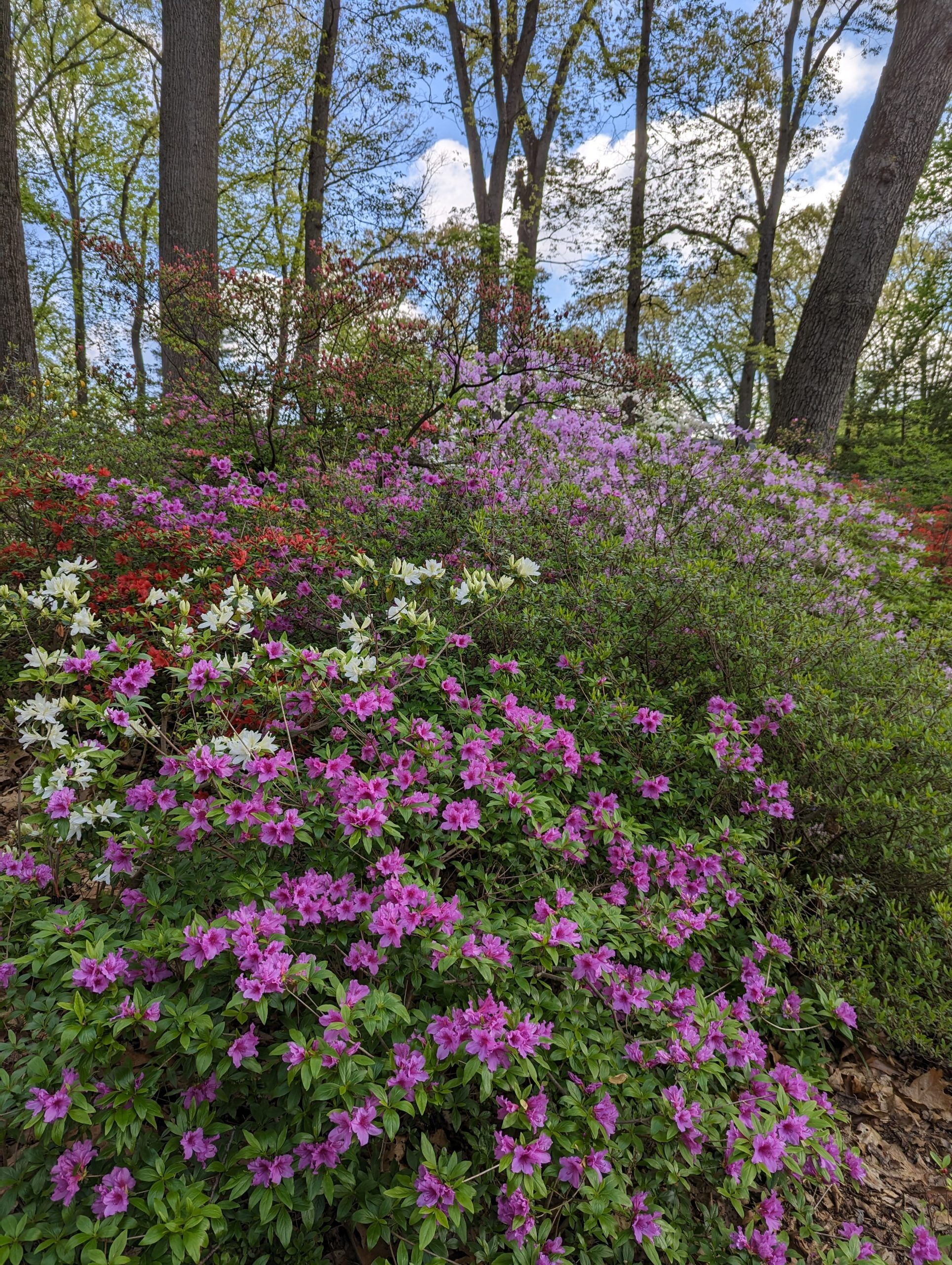 Evergreen azaleas at Jenkins Arboretum & Gardens - Azalea Society of ...