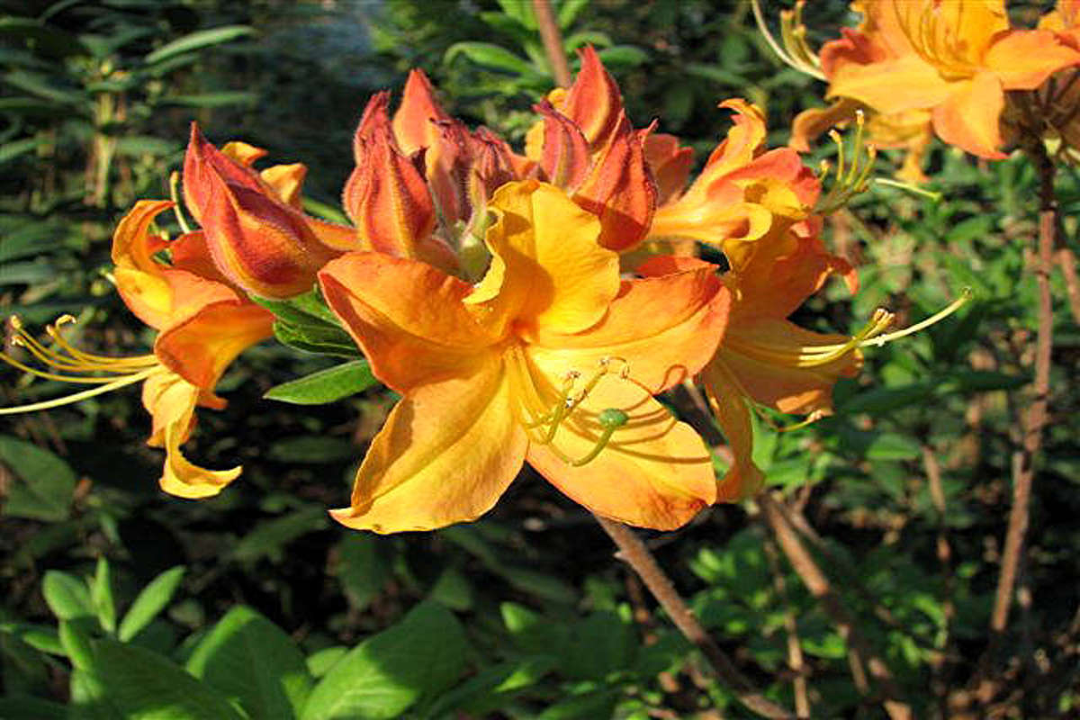 View Azalea - Azalea Society of America