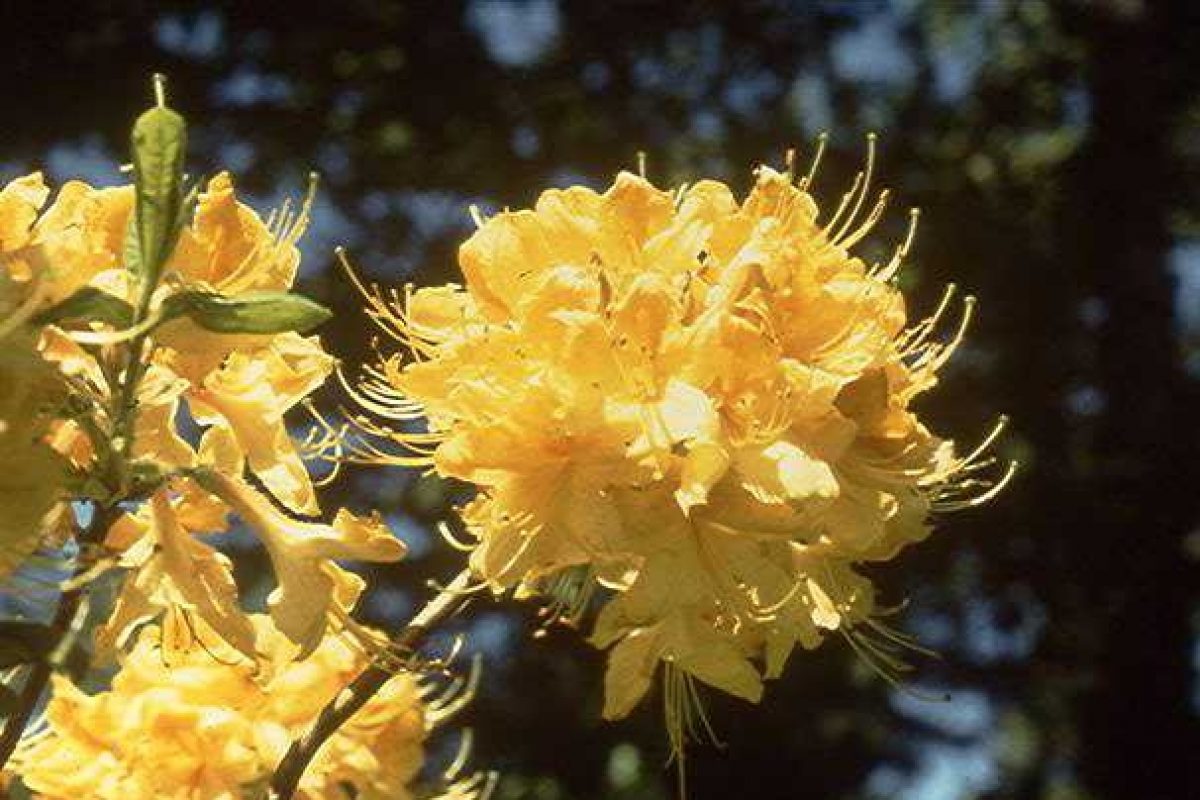 View Azalea - Azalea Society of America