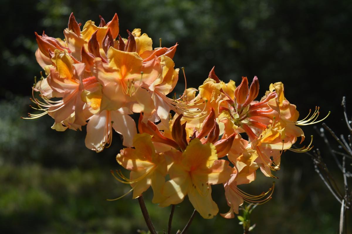 View Azalea - Azalea Society of America