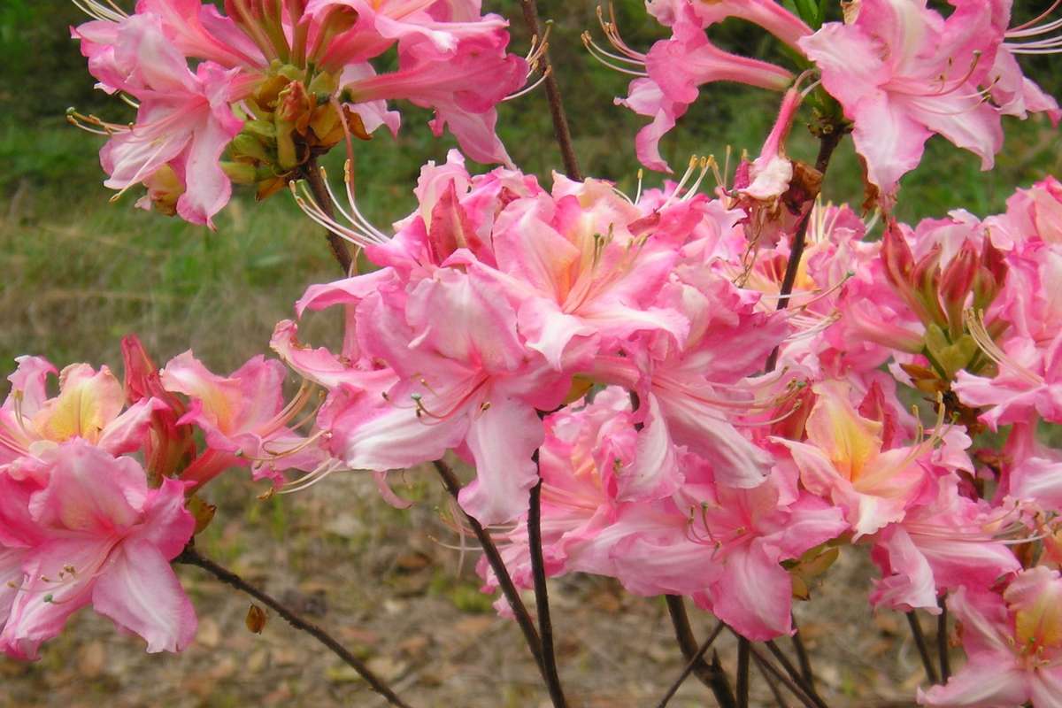 View Azalea - Azalea Society of America