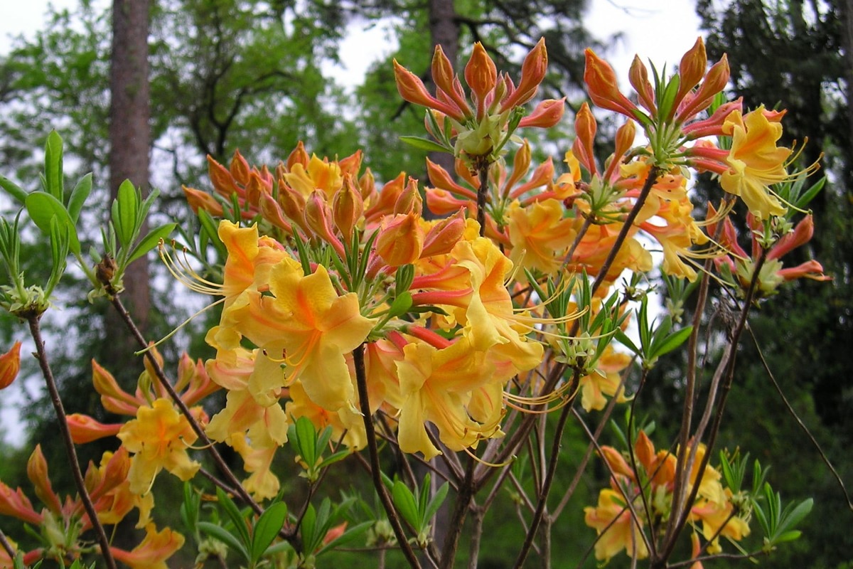 View Azalea - Azalea Society of America