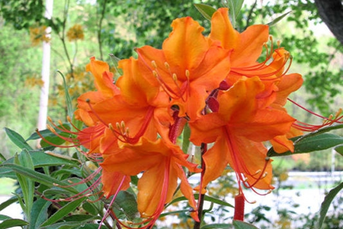 View Azalea - Azalea Society of America