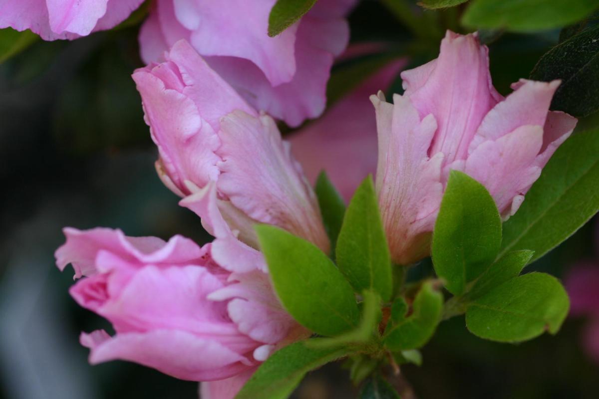 View Azalea - Azalea Society of America