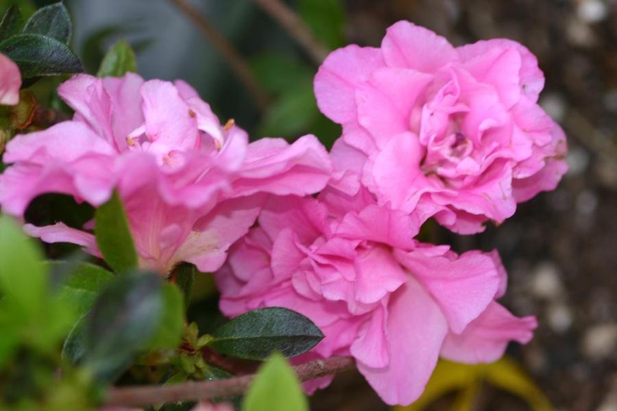 View Azalea - Azalea Society of America