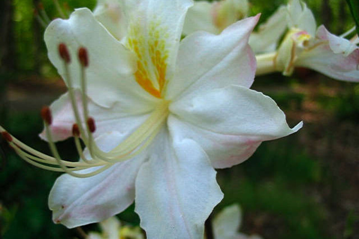 View Azalea - Azalea Society of America