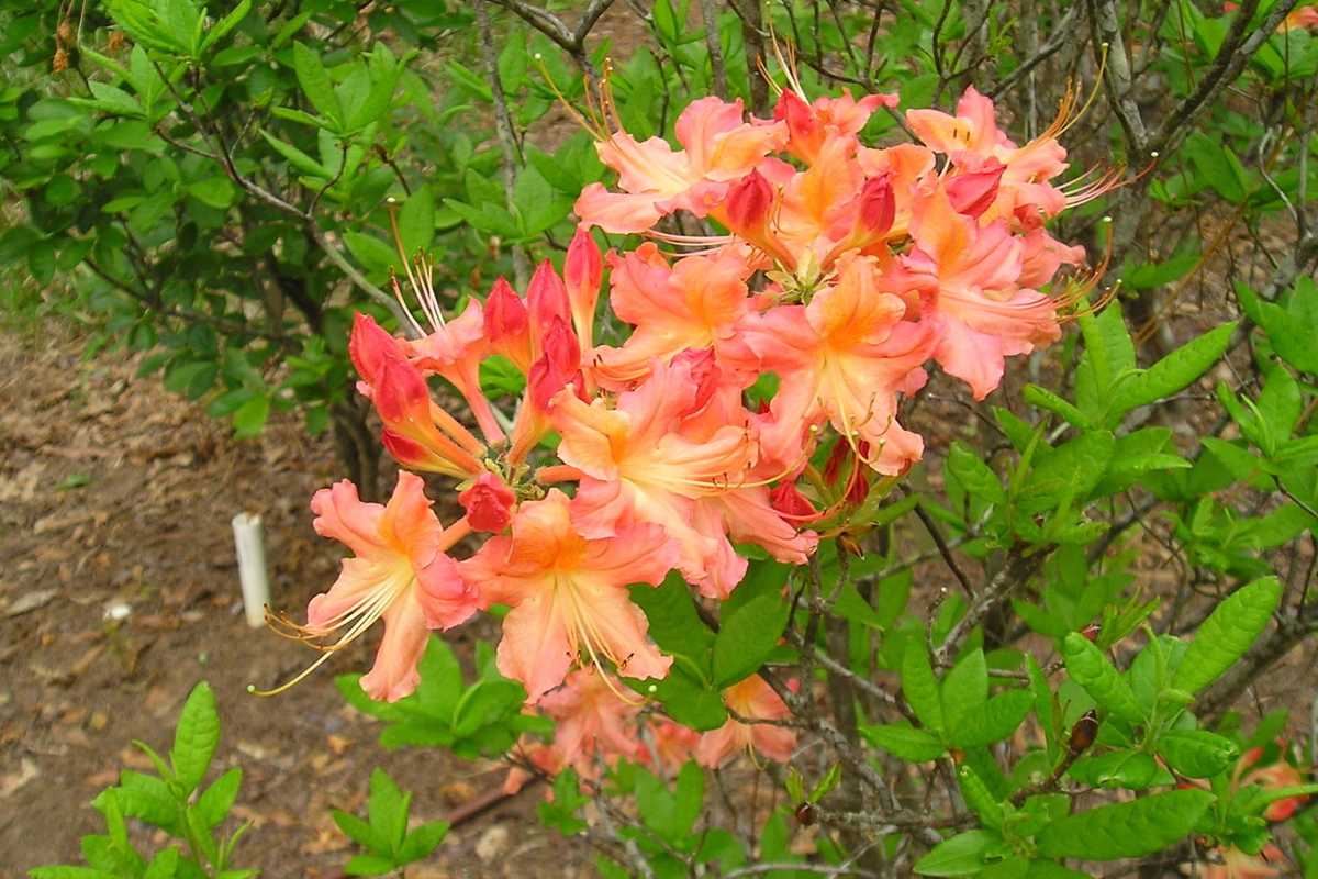 View Azalea - Azalea Society of America