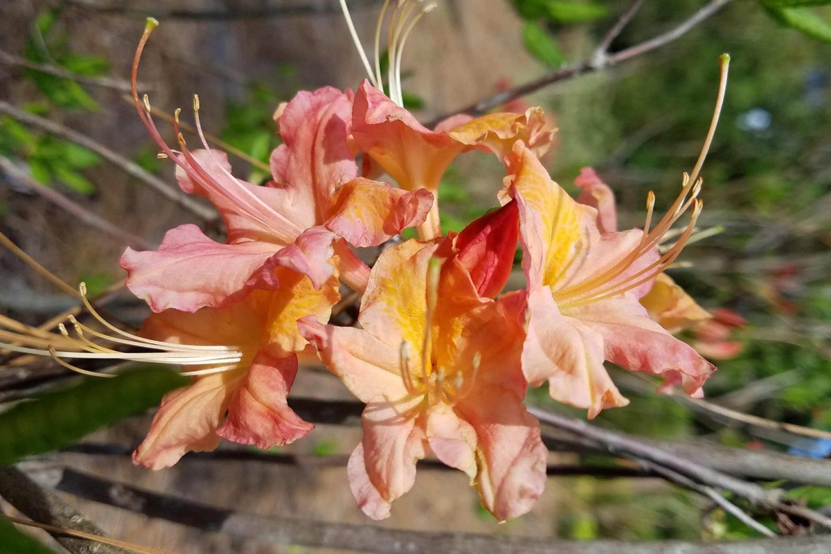 View Azalea - Azalea Society of America
