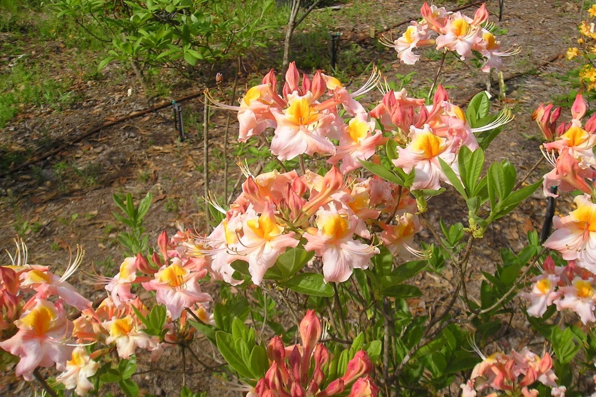 View Azalea - Azalea Society of America