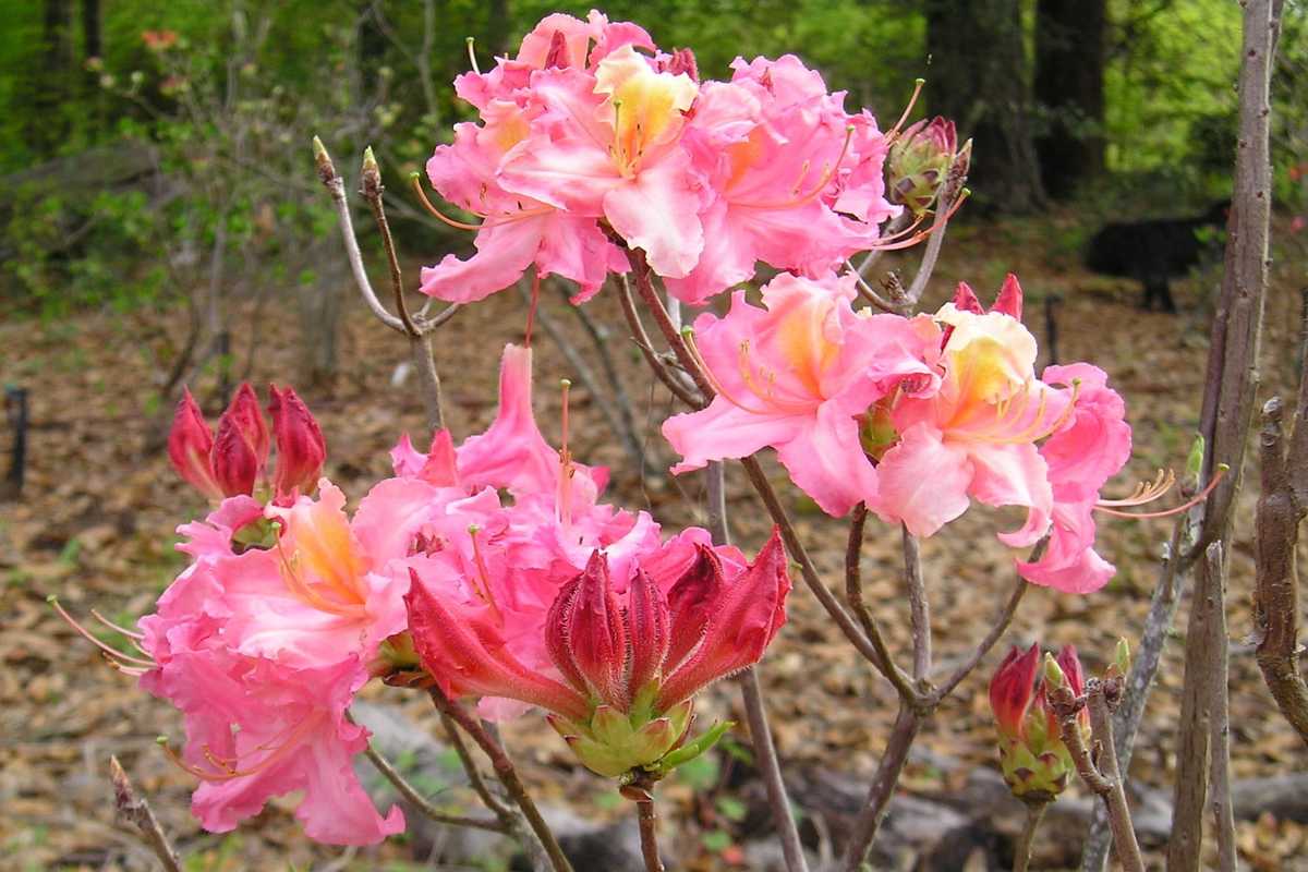 View Azalea - Azalea Society of America