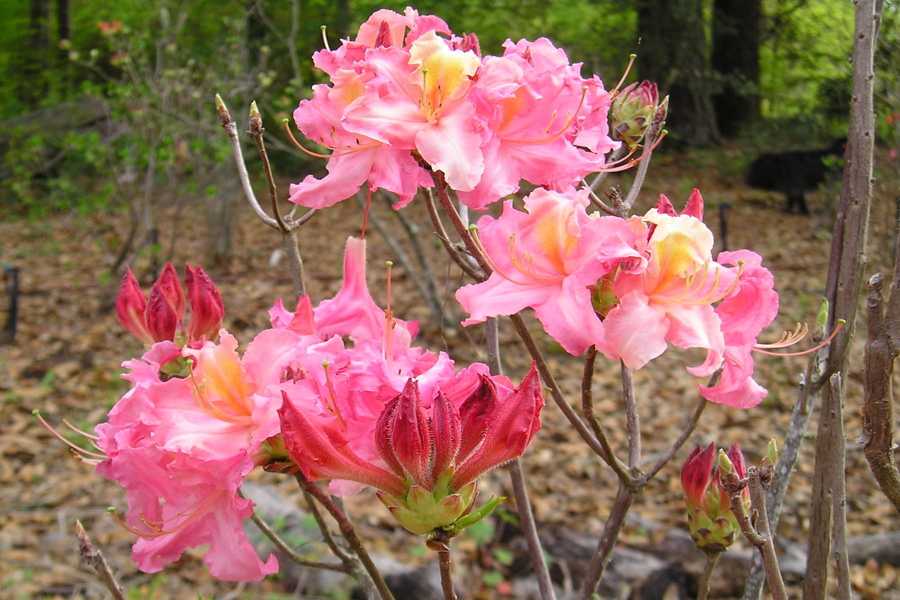 View Azalea - Azalea Society of America