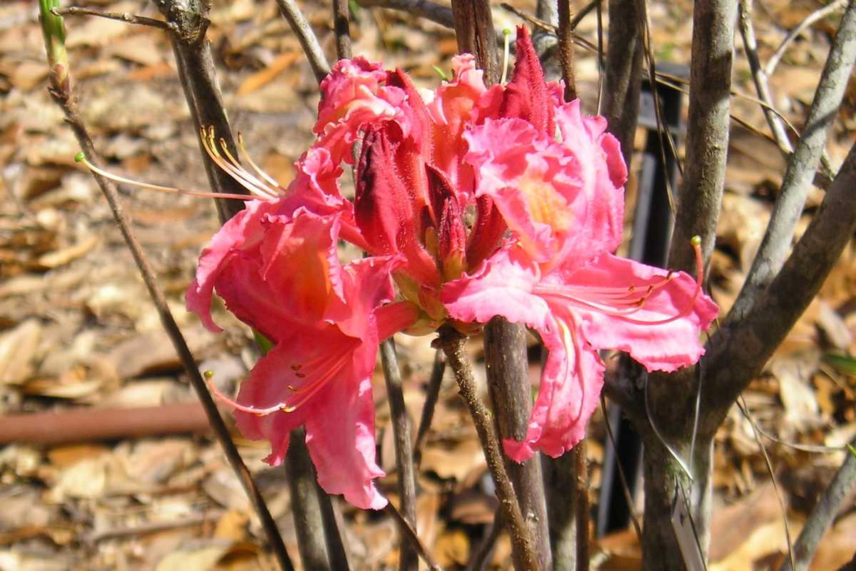 View Azalea - Azalea Society of America