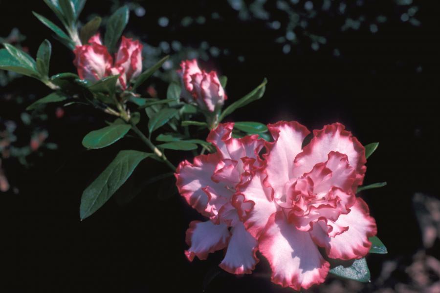 View Azalea - Azalea Society of America