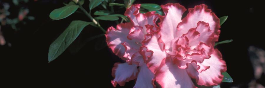 Learn about azaleas