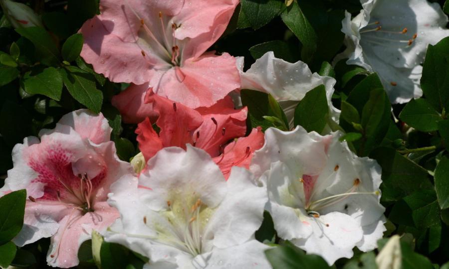 Azalea Problems - Azalea Society of America