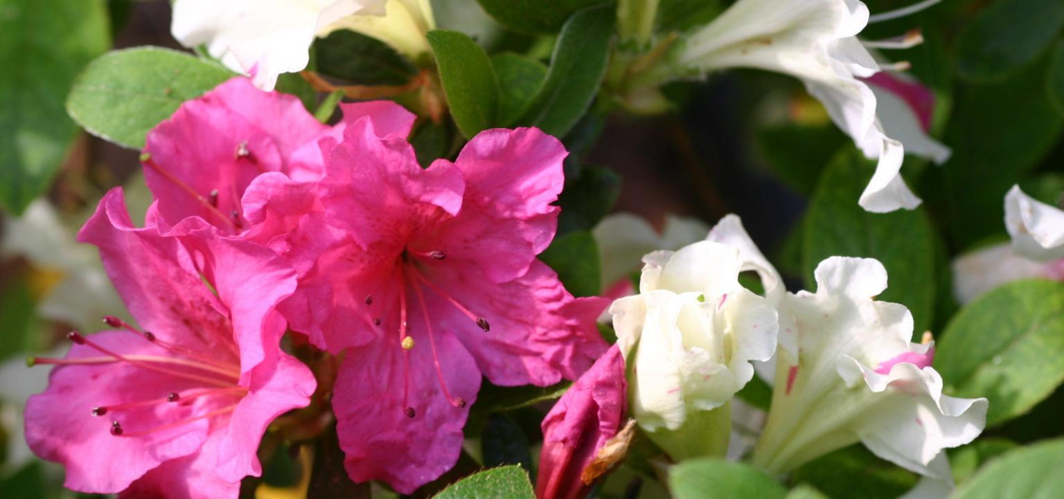 Learn about azaleas