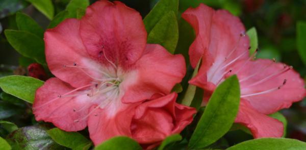 Azalea Basics - Azalea Society of America