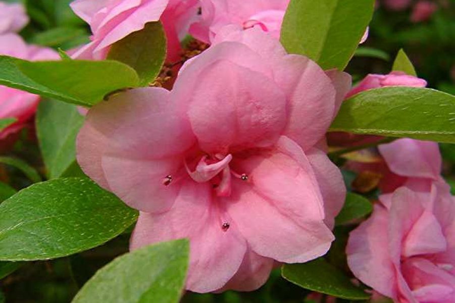 View Azalea - Azalea Society of America