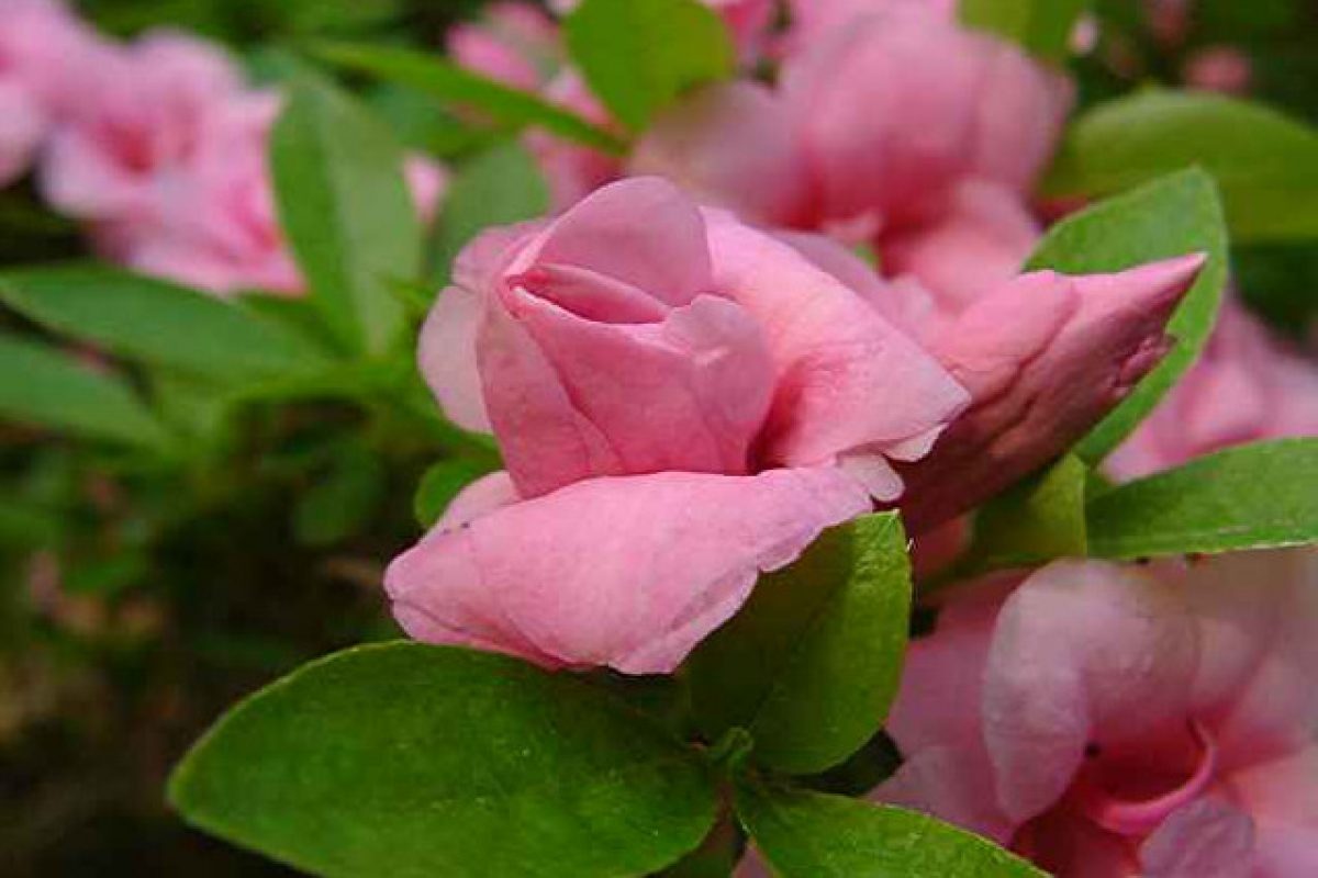 View Azalea - Azalea Society of America