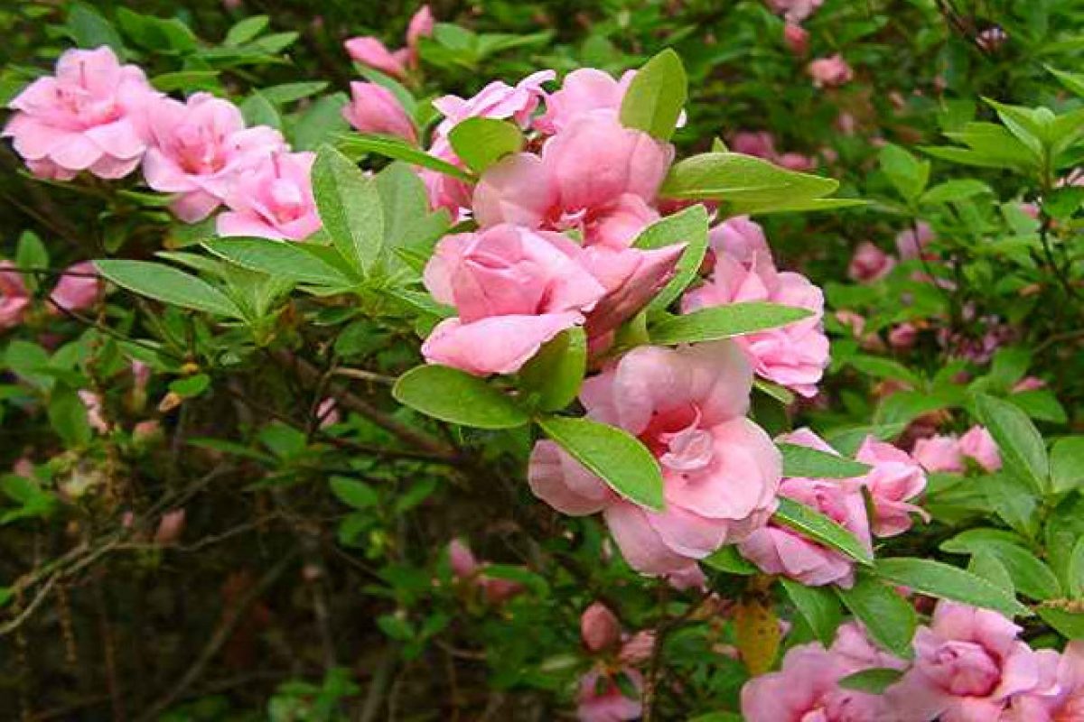 View Azalea - Azalea Society of America