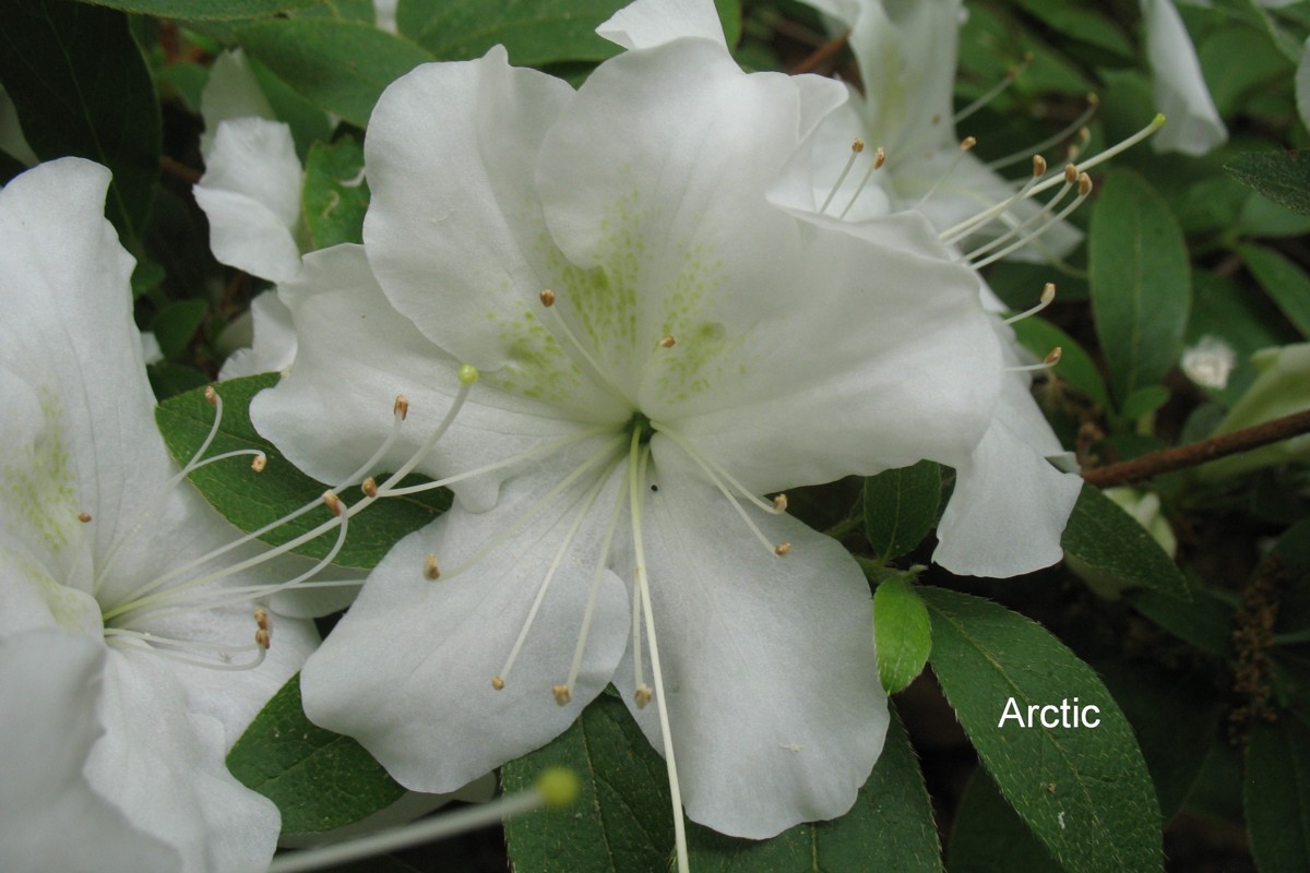 View Azalea - Azalea Society of America