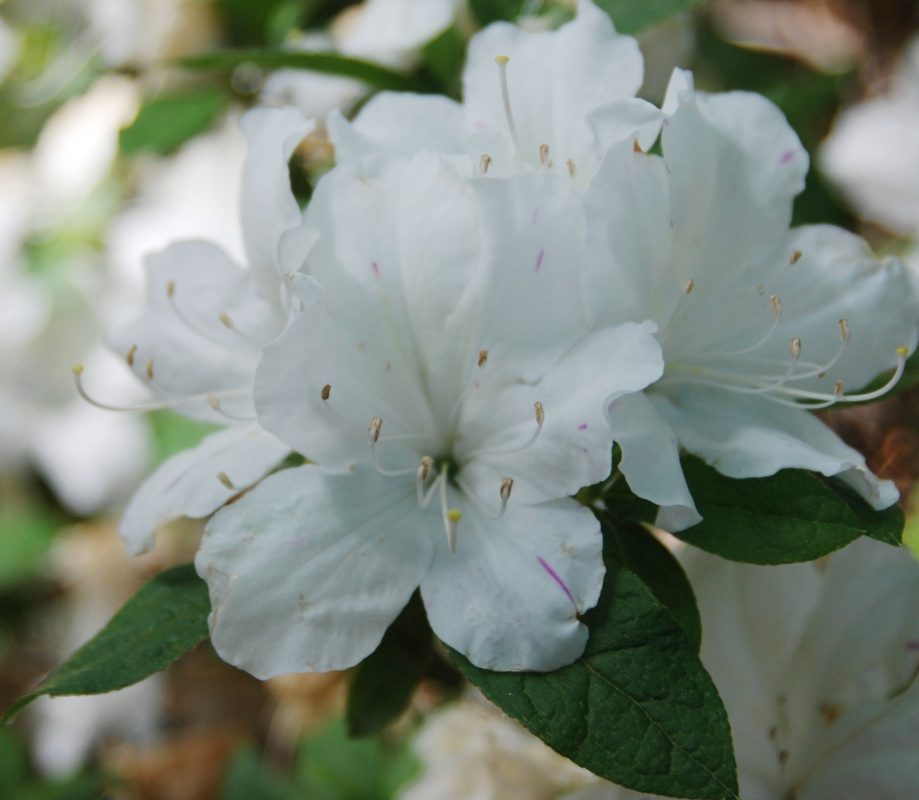 View Azalea - Azalea Society of America