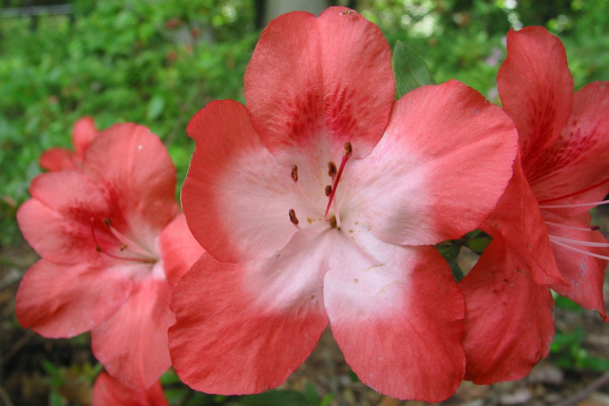 View Azalea - Azalea Society of America