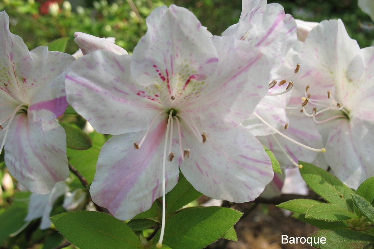 View Azalea - Azalea Society of America