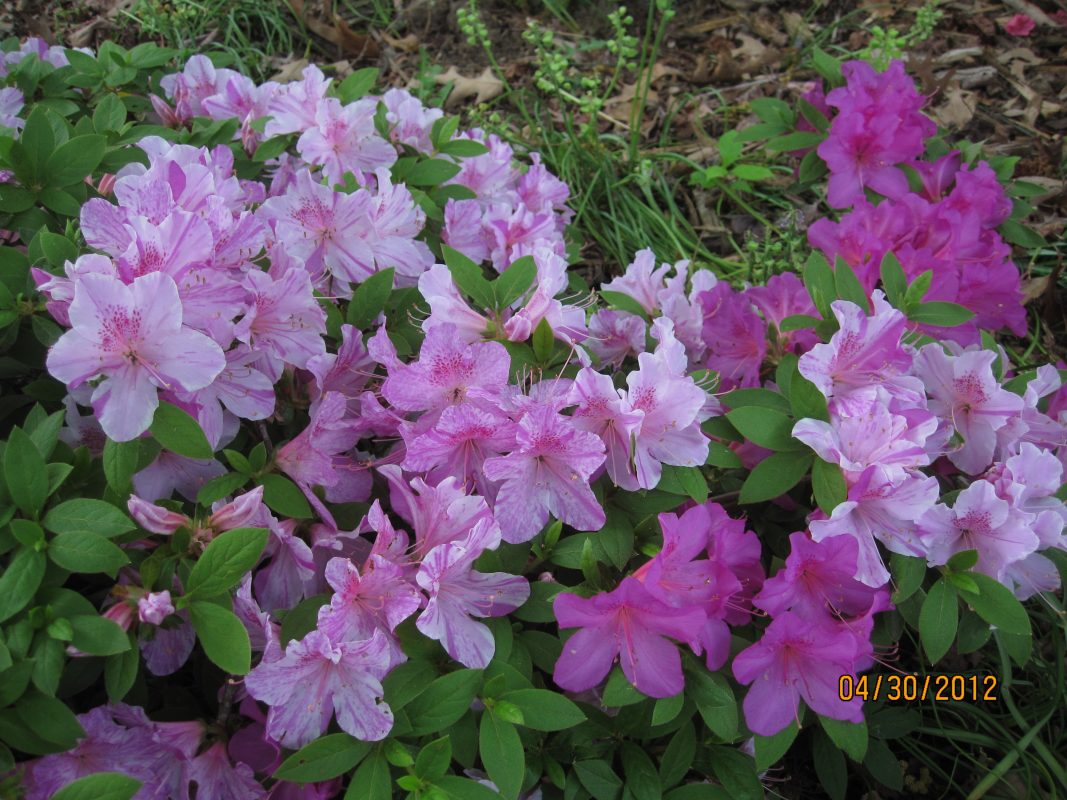 View Azalea - Azalea Society of America