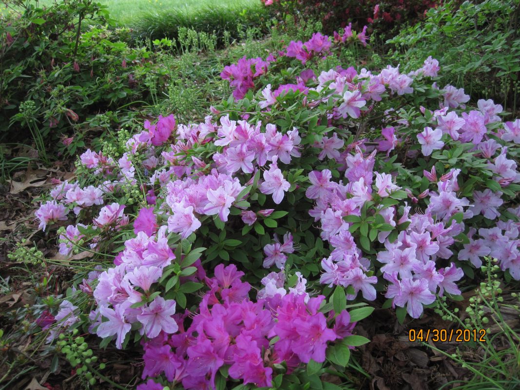 View Azalea - Azalea Society of America
