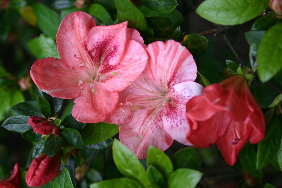 View Azalea - Azalea Society of America