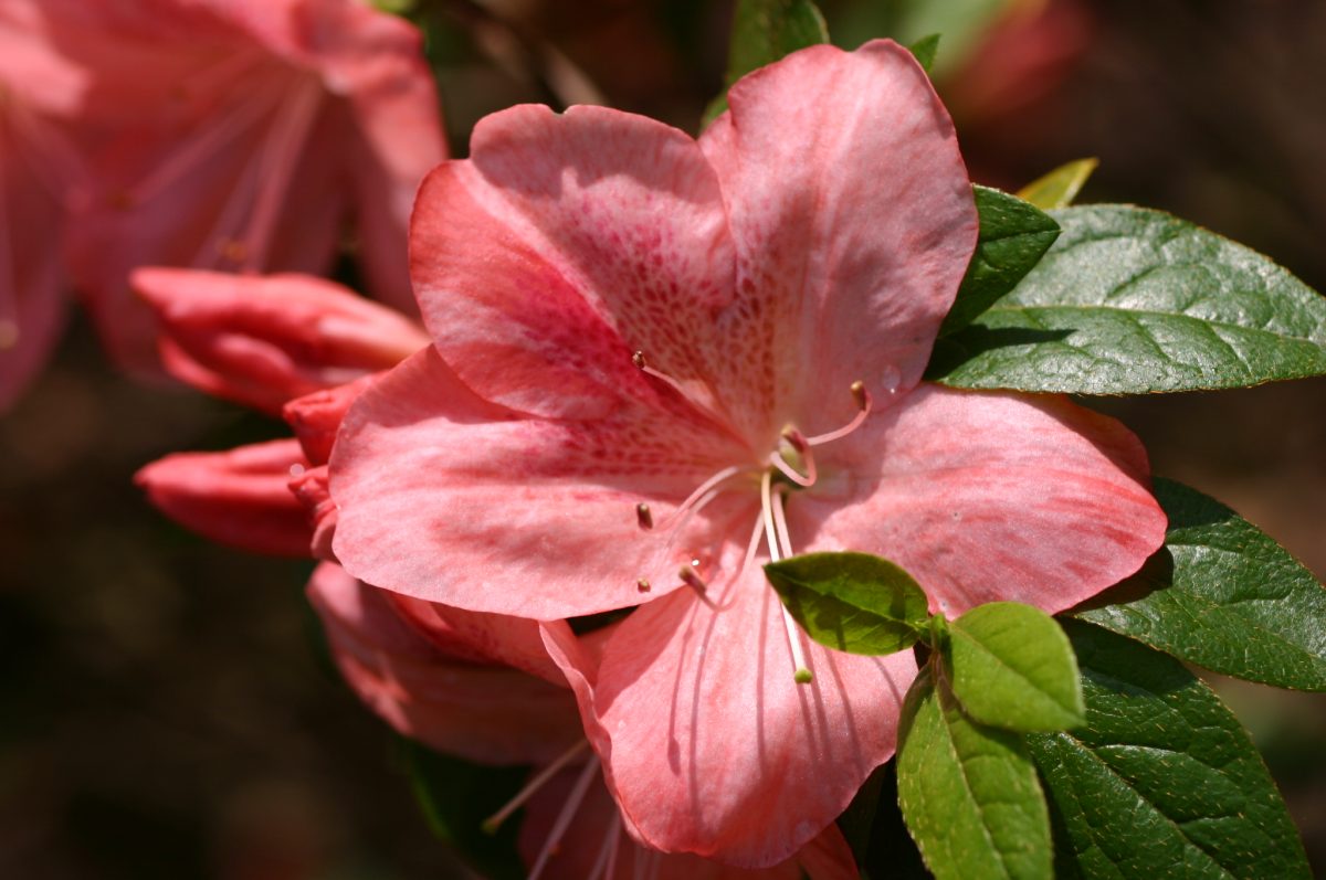 View Azalea - Azalea Society of America