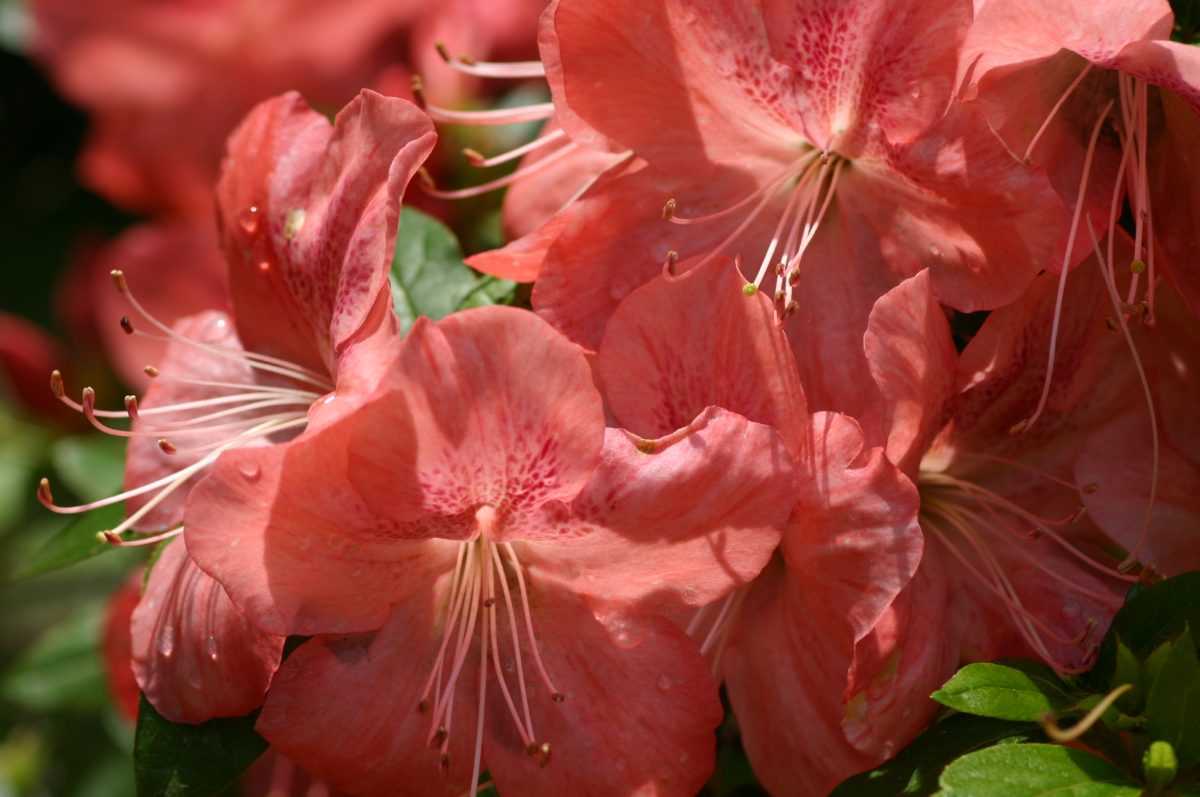 View Azalea - Azalea Society of America