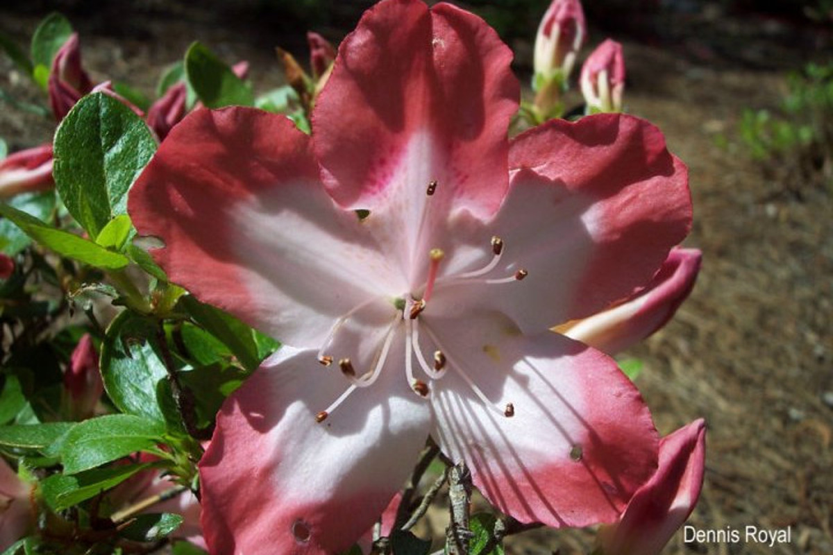 View Azalea - Azalea Society of America