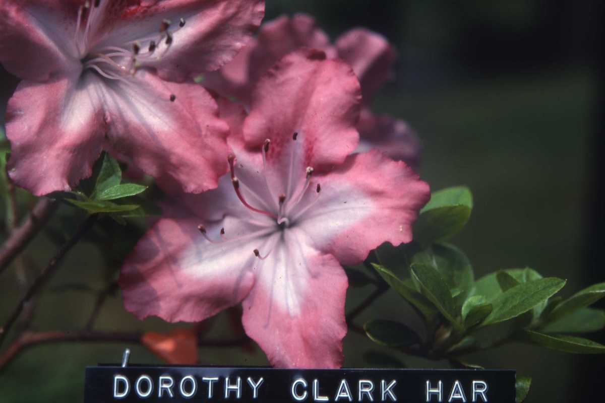 View Azalea - Azalea Society of America