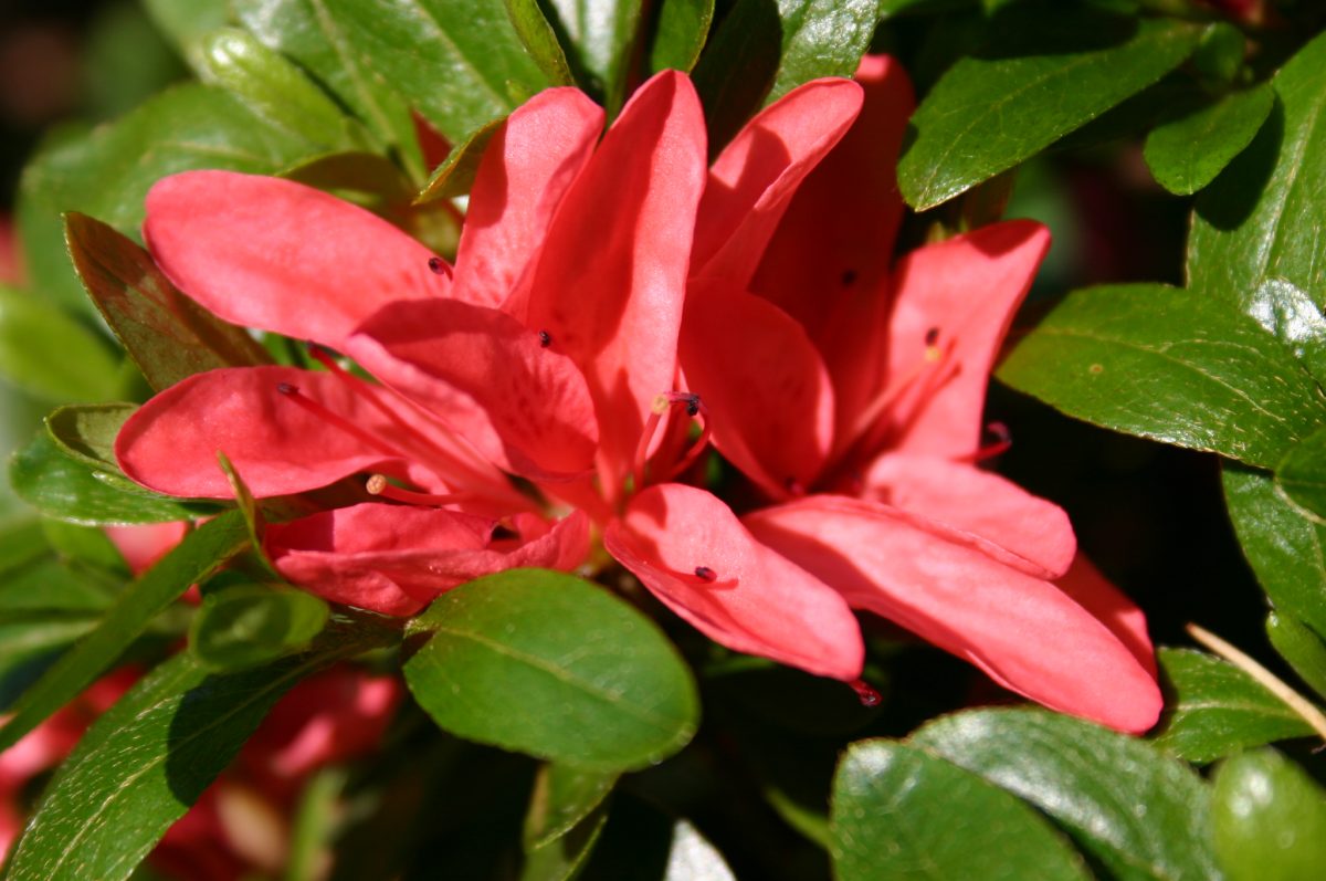 View Azalea - Azalea Society of America