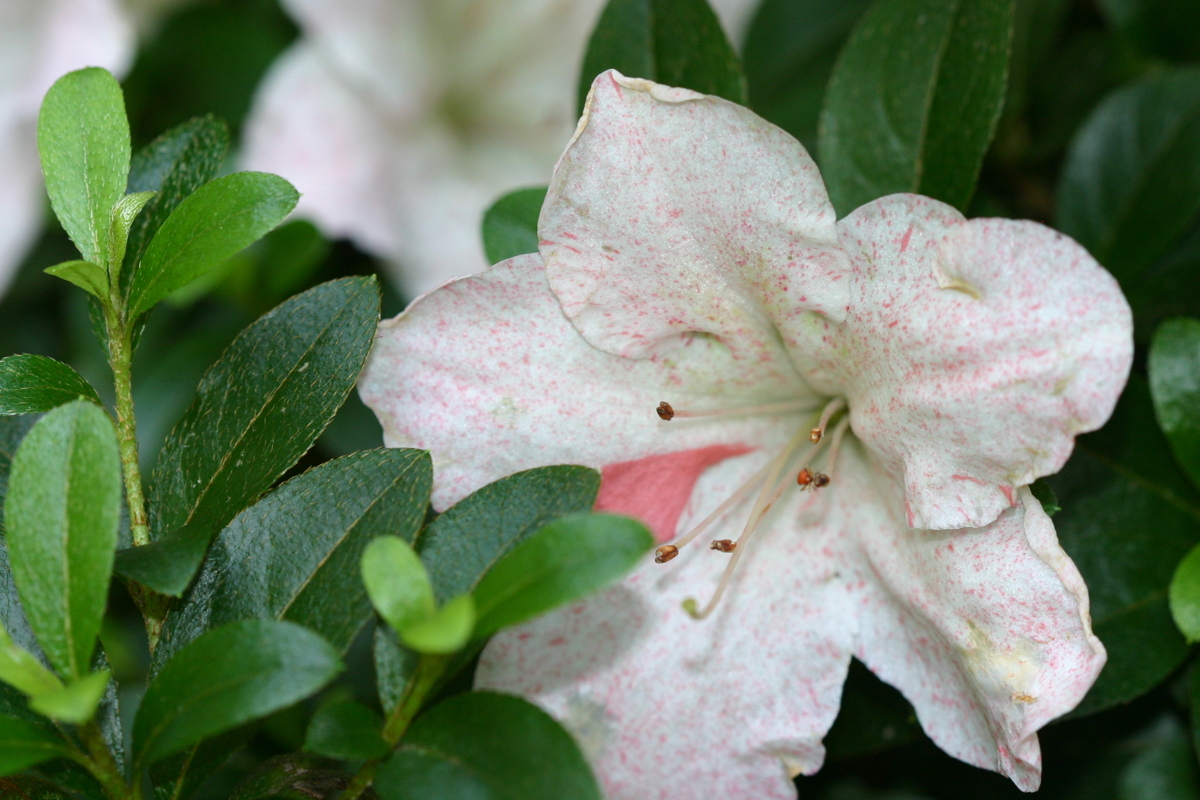 View Azalea - Azalea Society of America