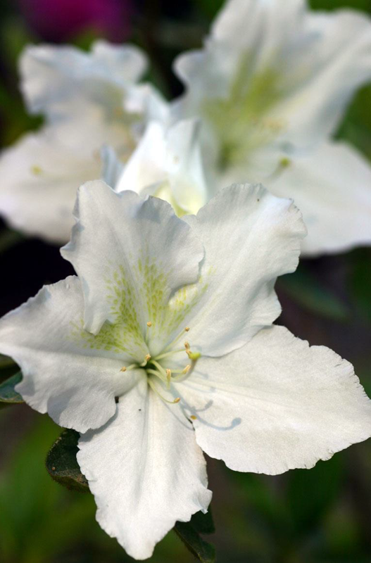 View Azalea - Azalea Society of America