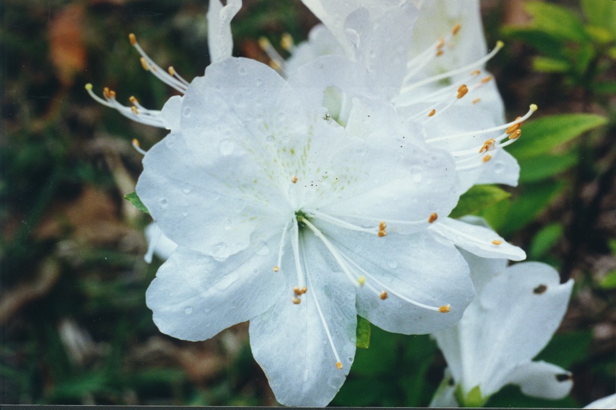 View Azalea - Azalea Society of America