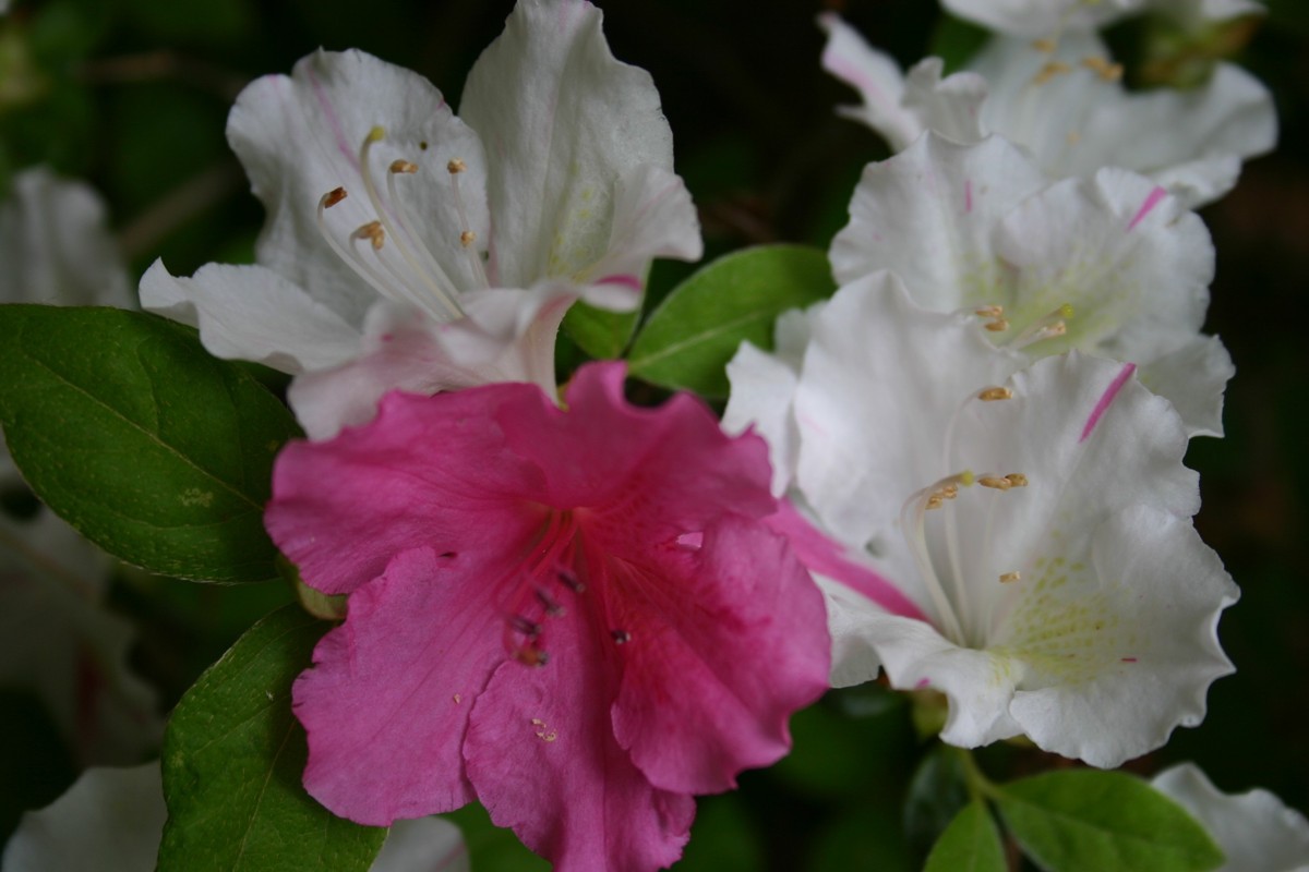 View Azalea - Azalea Society of America