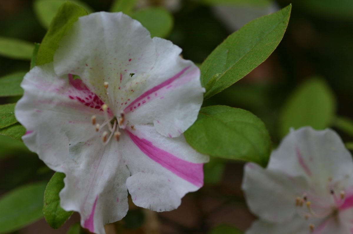 View Azalea - Azalea Society of America