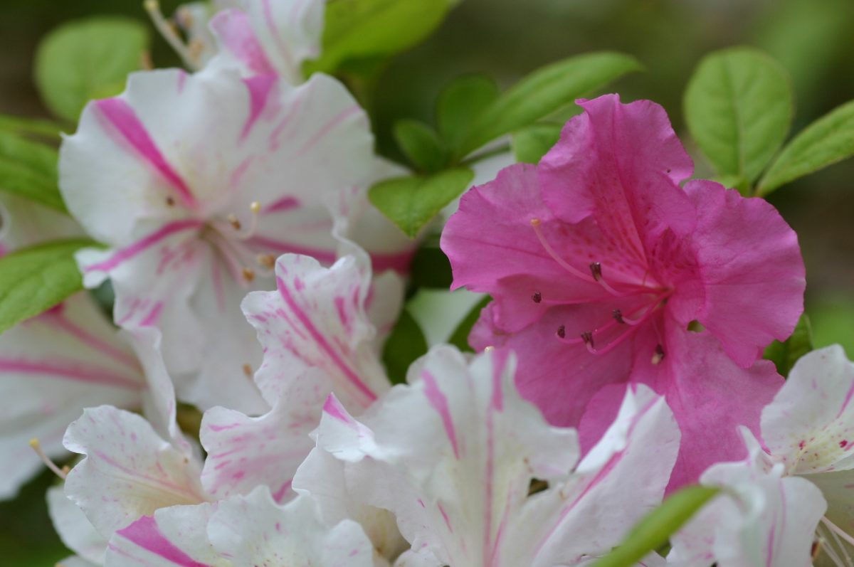 View Azalea - Azalea Society of America