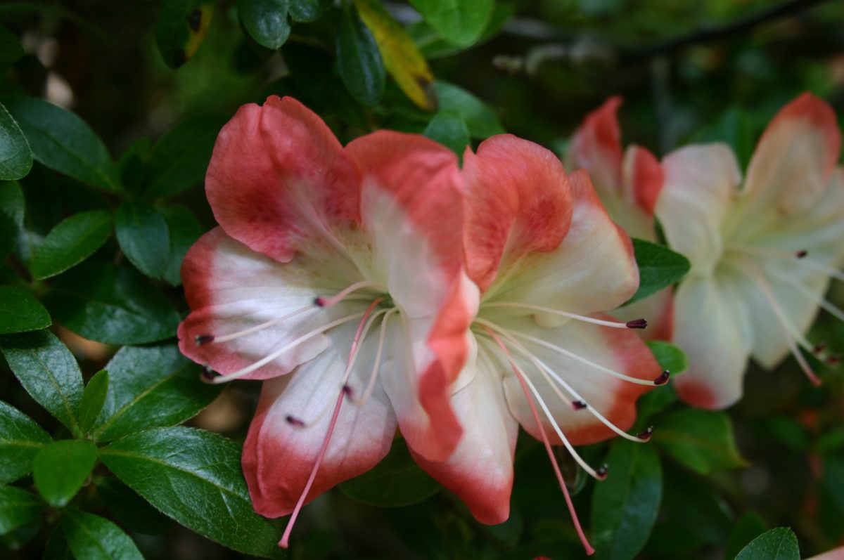 View Azalea - Azalea Society of America