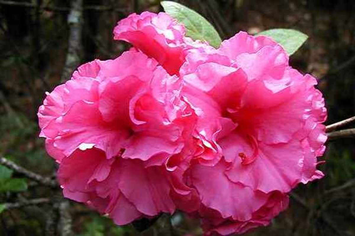 View Azalea - Azalea Society of America