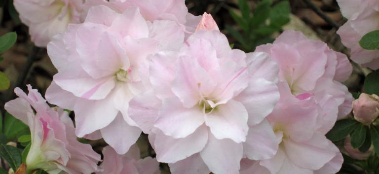 Azalea Flowers - Azalea Society of America