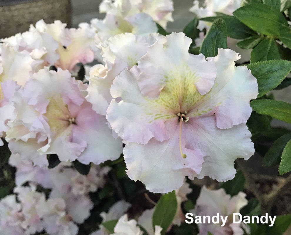 View Azalea - Azalea Society of America