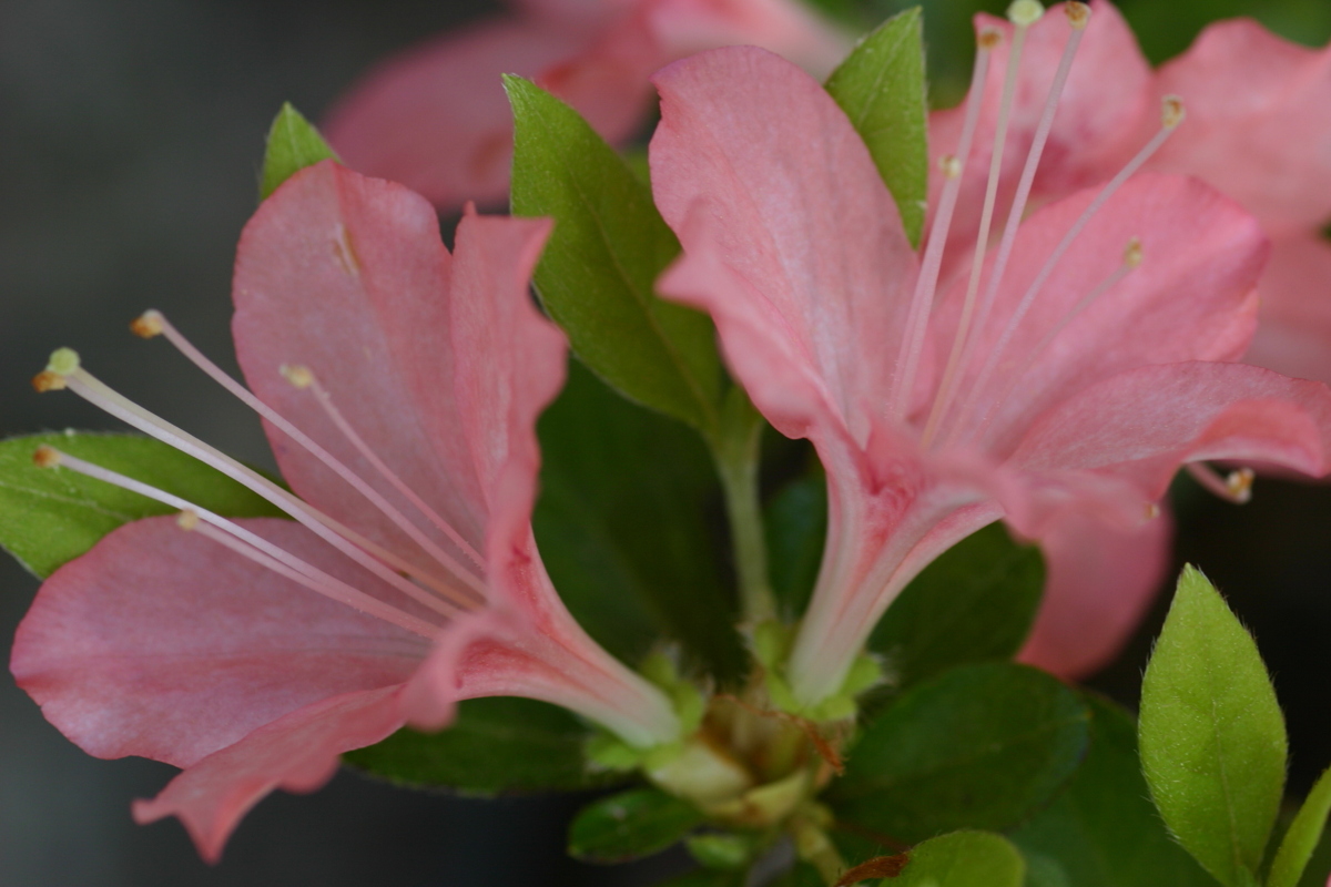 View Azalea - Azalea Society of America