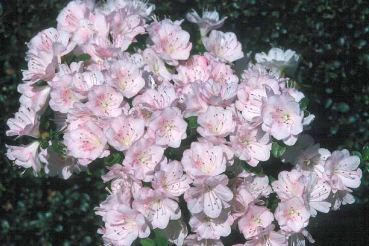 View Azalea - Azalea Society of America