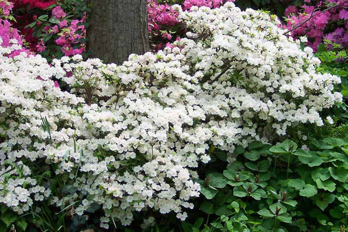 View Azalea - Azalea Society of America